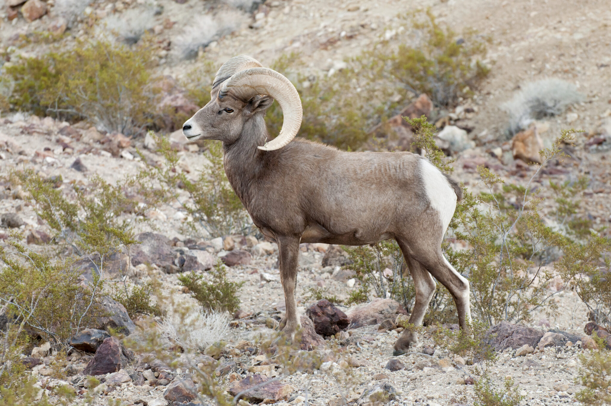Drought endangers Desert Bighorn Sheep, Nevada’s state animal – Rock 94 ...